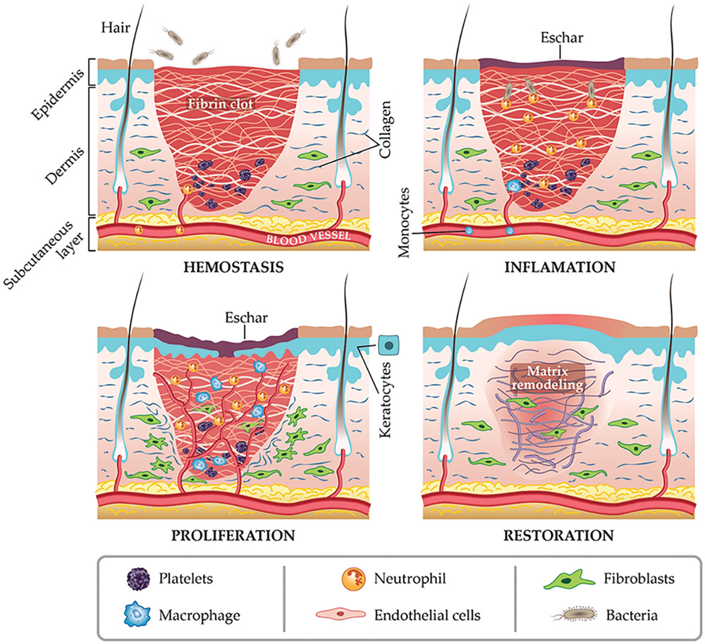 生物医用及环境友好高分子材料实验室